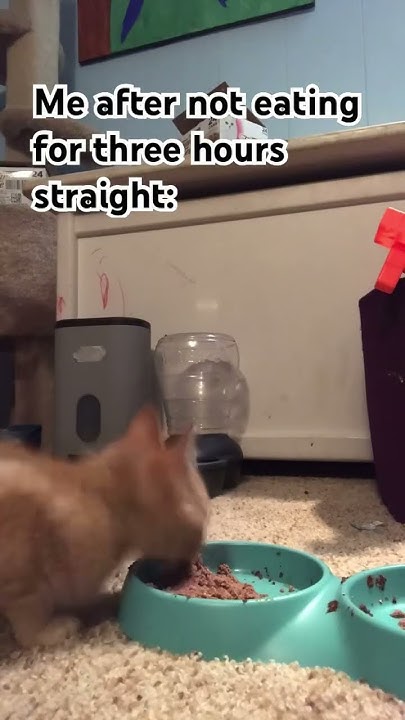 Me after not eating for three hours straight #cat - YouTube