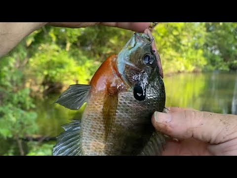 Bluegill Afternoon - YouTube