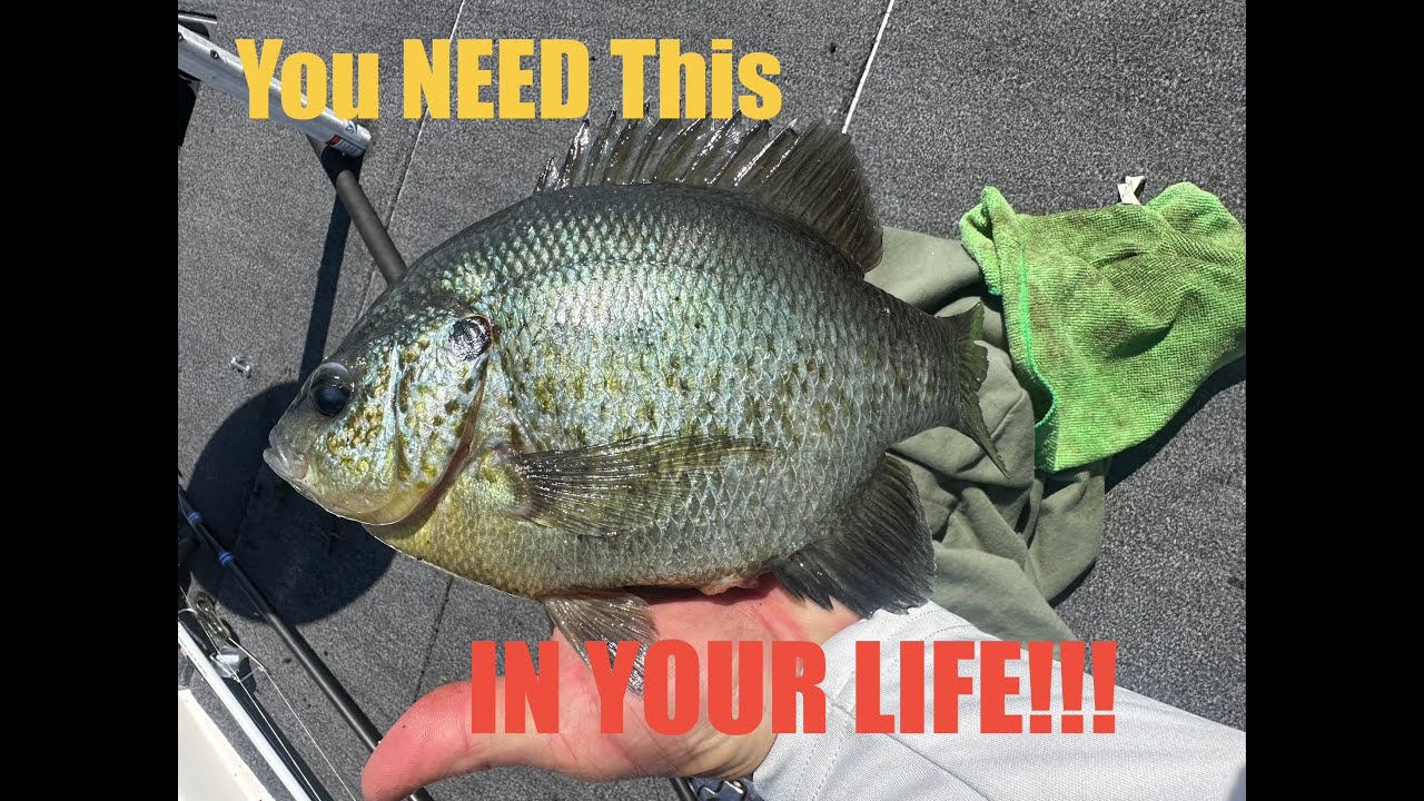 Shellcracker Fishing at It's Finest - YouTube