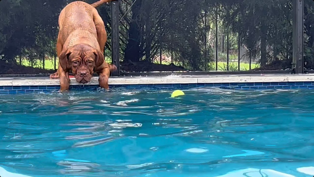 Doggo swim - YouTube