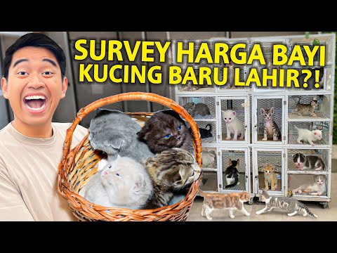 KUCING LAHIRAN BAYINYA SELUCU INI! SURVEY SEMUA HARGA KUCING DI CATTERY TERBAIK DI BANDUNG!