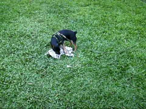 Maiky el perro alegre - YouTube
