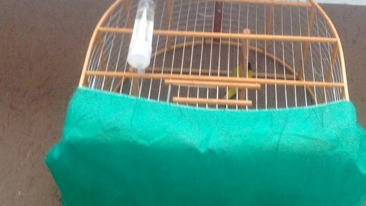 Luis tube - YouTube