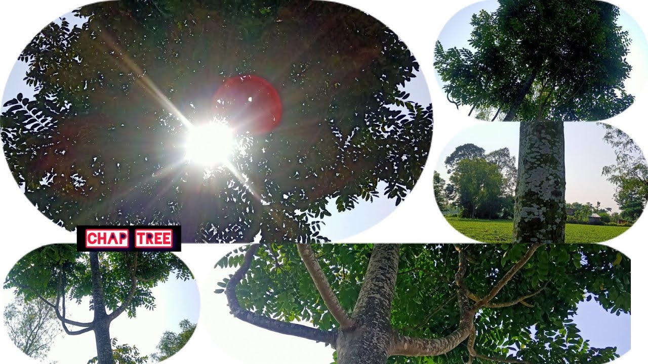 chap tree#viralvideo - YouTube