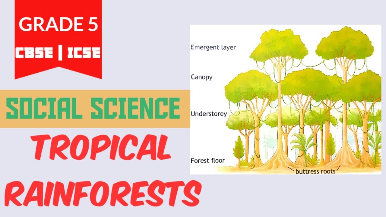 Tropical Rainforests social Science For Cbse And Icse Class 5 sst evs Tropical Rainforests social Science For Cbse And Icse Class 5 sst evs