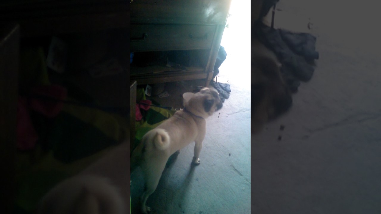 Perro Pug loco - YouTube