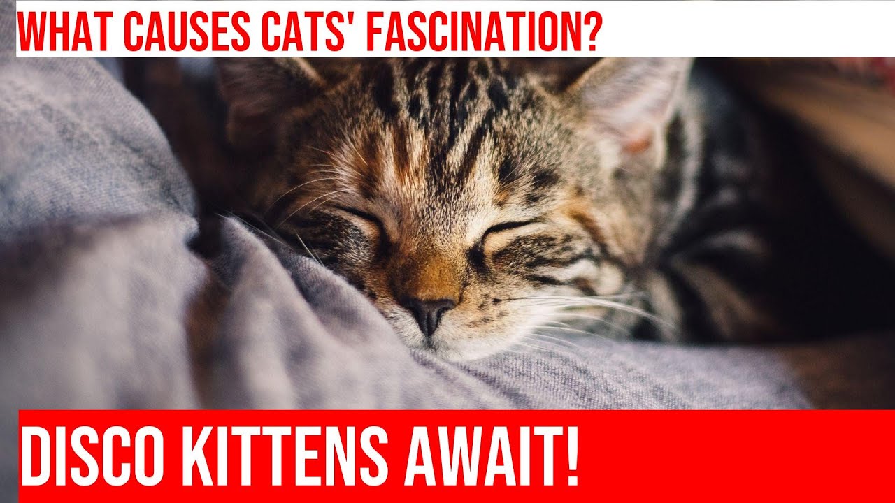 Disco Kittens: Cats React to Dancing Laser Lights! - YouTube