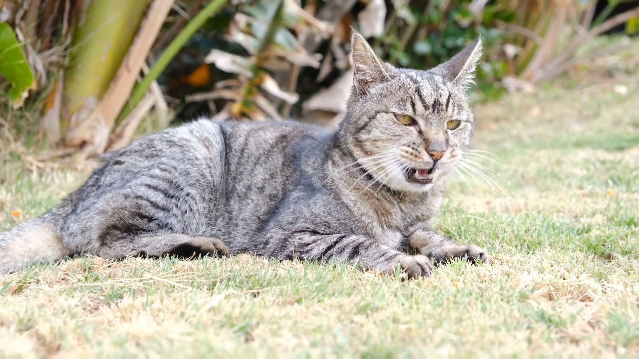 Crazy bet Animal's video - YouTube