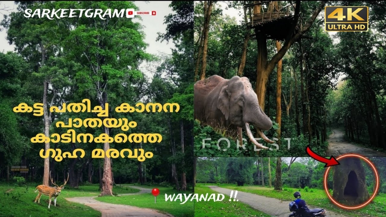 ഇങ്ങിനൊരു ഗ്രാമപാത വയനാട് ഉള്ളത് അറിയാമോ?...|Madaparamb tree cave ...