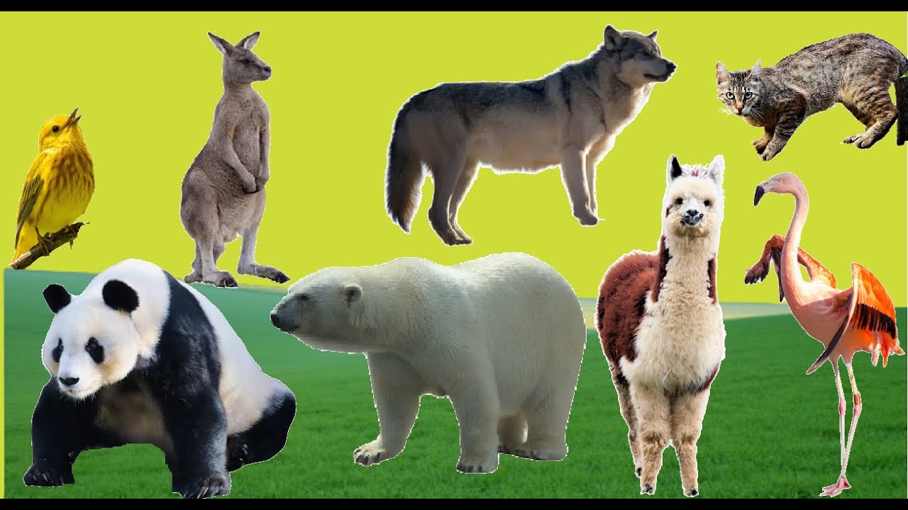 The video features a wide range of animals, from tiny insects to huge ...