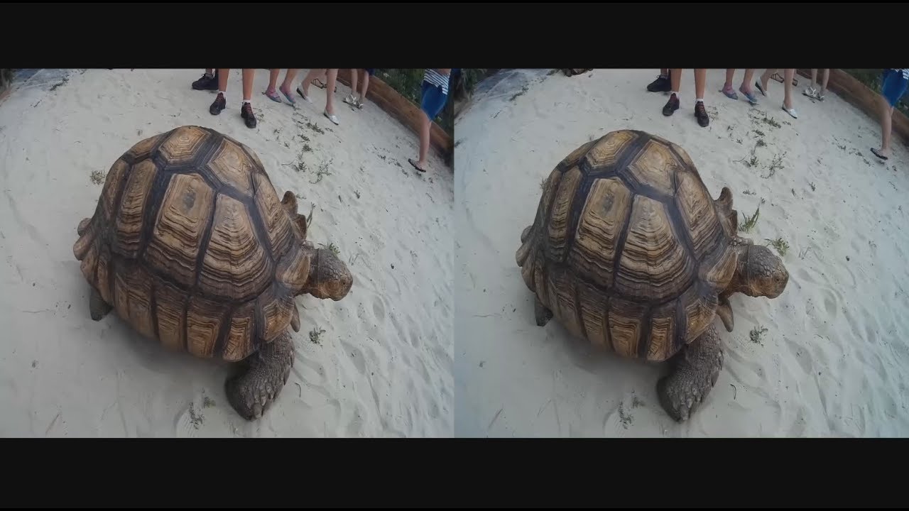 Turtles 3D ! A giant TURTLE ! vr video ( Google Cardboard ) - YouTube