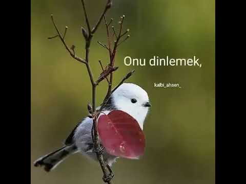 Status ucun vidyo Dərdli insan