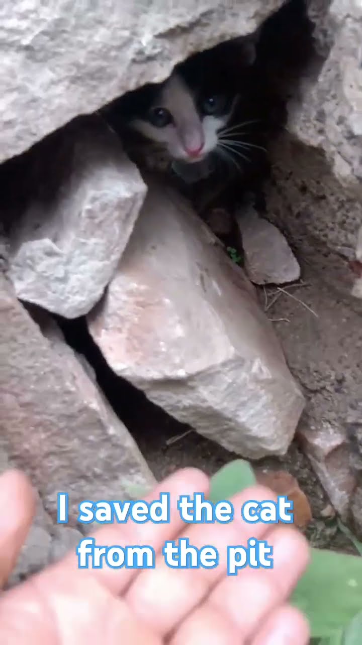 YouTube shorts #viral I saved the cat from the pit - YouTube