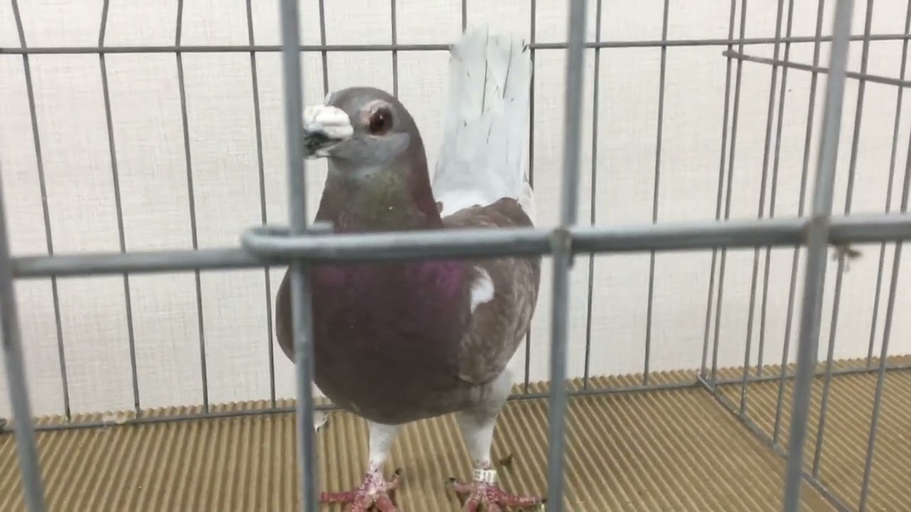 Steven Ripper Judging Y C Dragoon Reading Pigeon Association, Lancaster ...