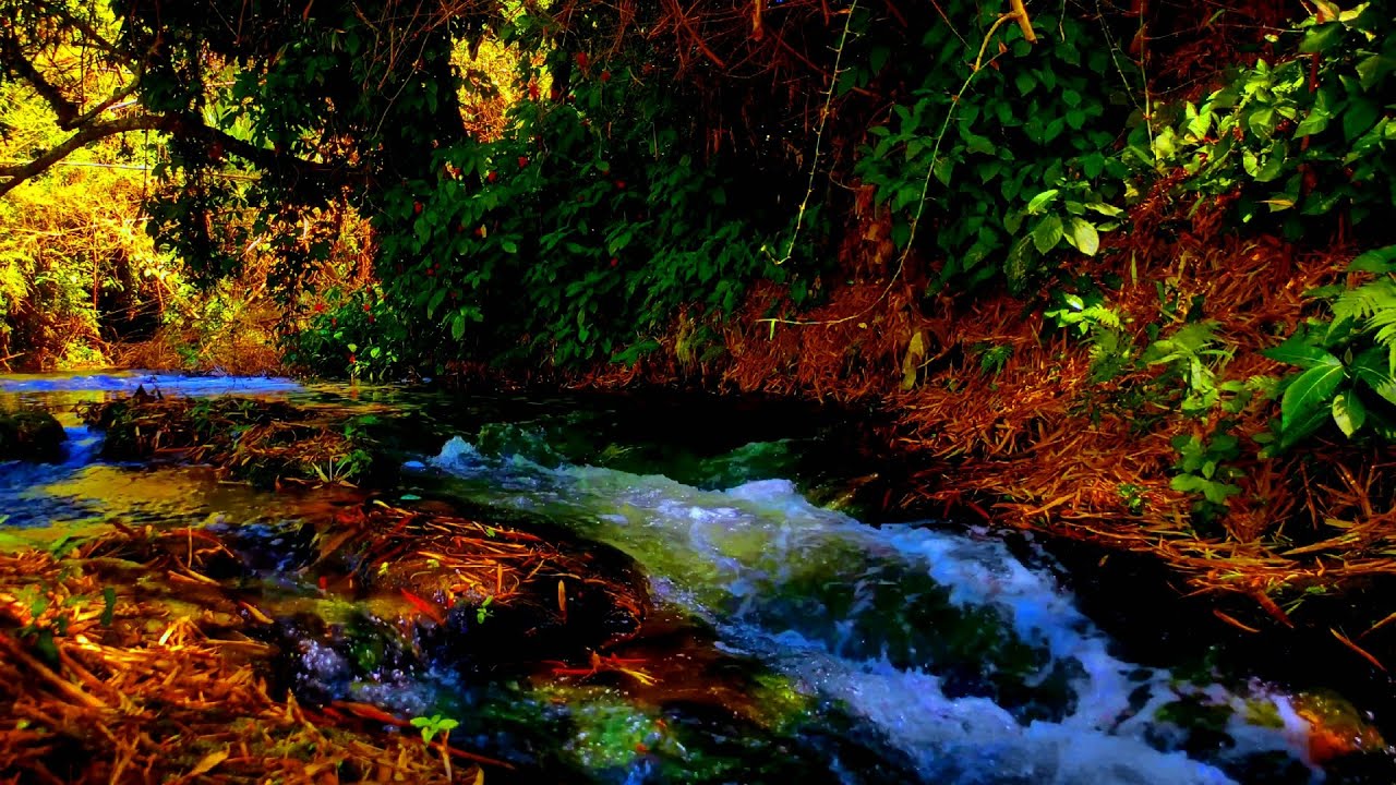 Calming sounds of soothing water flowing, birds chirping, and colorful ...
