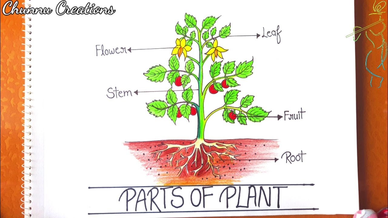Parts of a Plant Drawing | Parts of Plant Labelled Diagram | How to ...