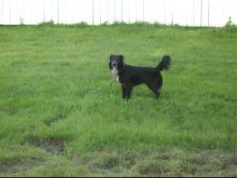 My Dog Doing Backflips - YouTube
