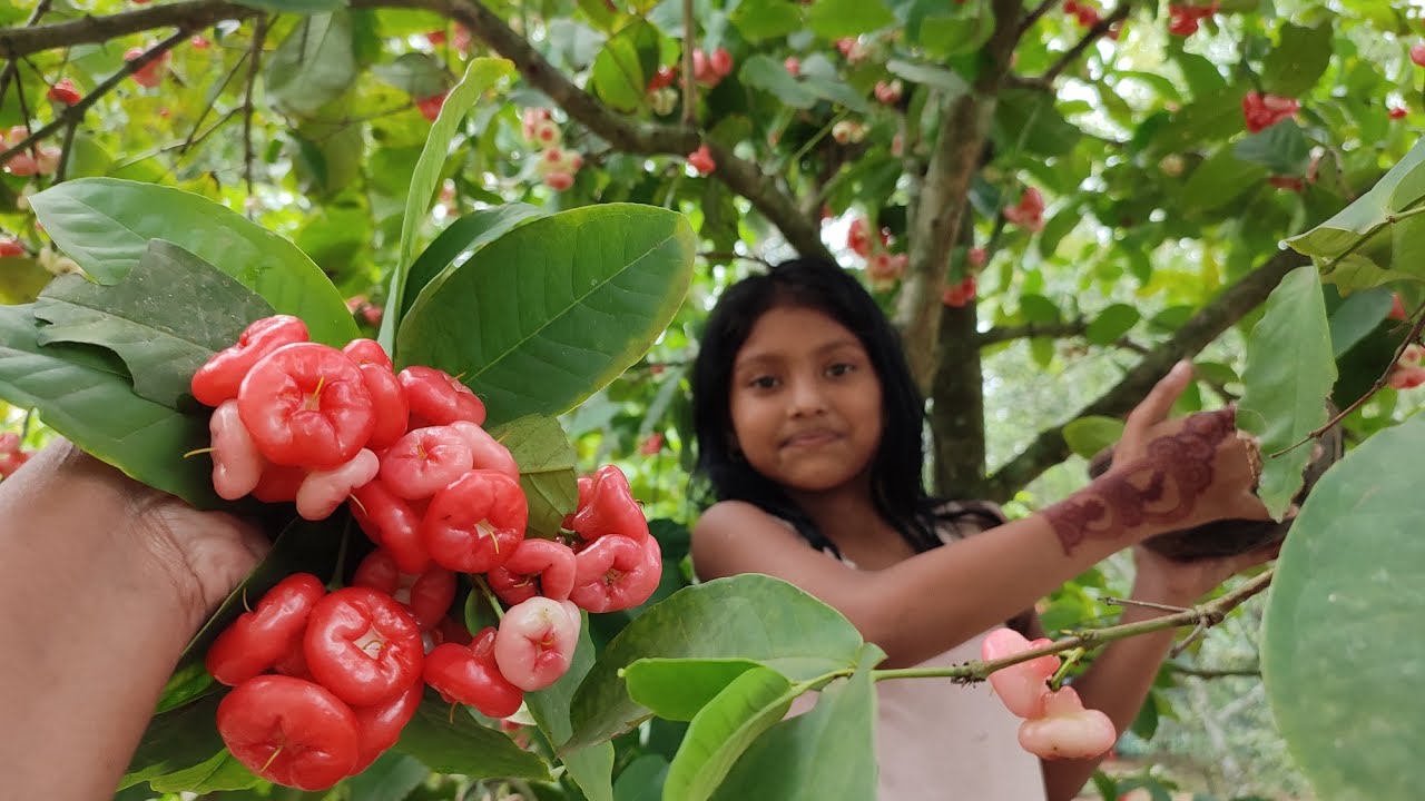 জামরুল পেকে রক্ত লাল অবস্থা //Jamrul fruit tree #Grameen_Green_Home ...