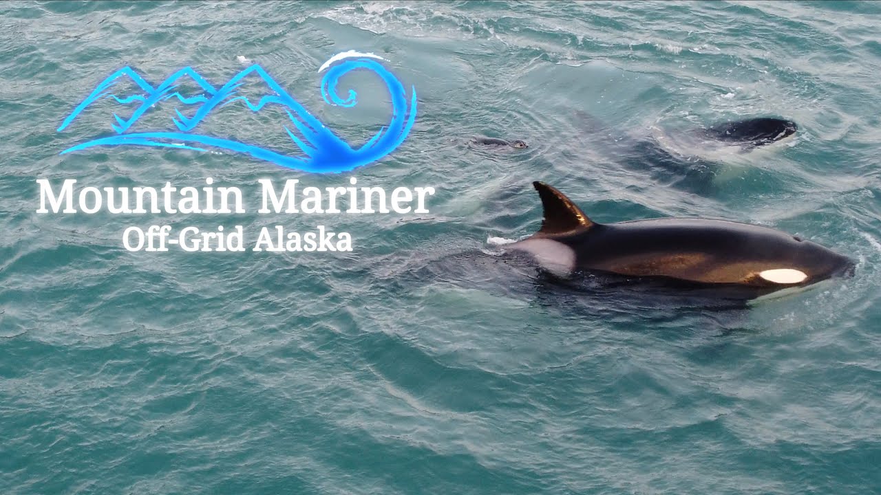 Orcas | January Low Snow | New Snow-machine - YouTube