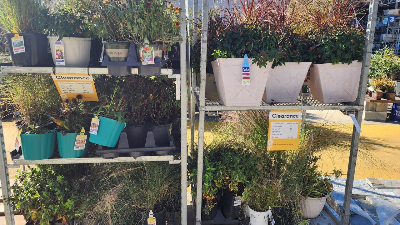 Lowes clearance plants at the end of November. Grasses, Daisies ...