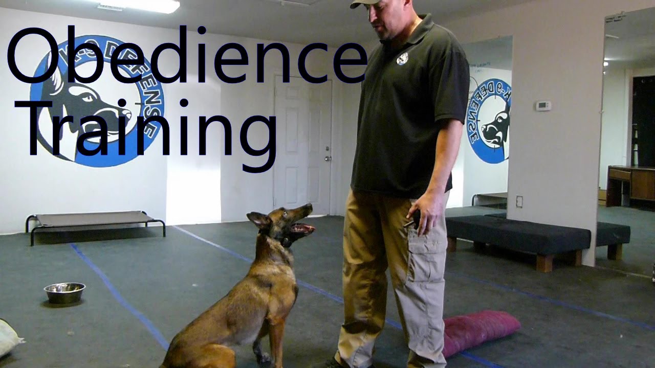 Obedience Training Belgian Malinois - Kanela - YouTube