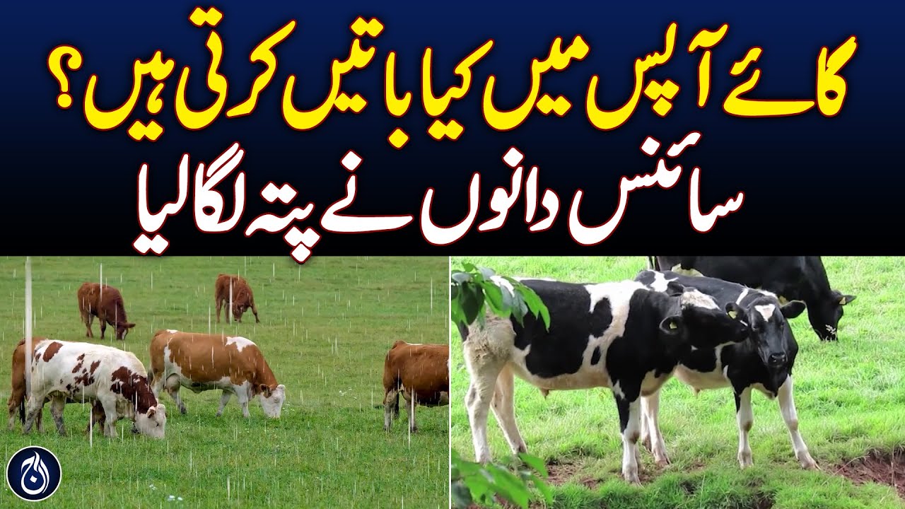 What do cows talk to each other?| Aaj News - YouTube