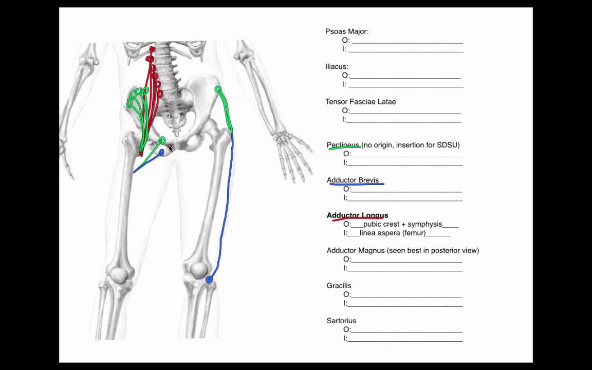 How to memorize muscles without flashcards. Muscle Draw: Hip - YouTube