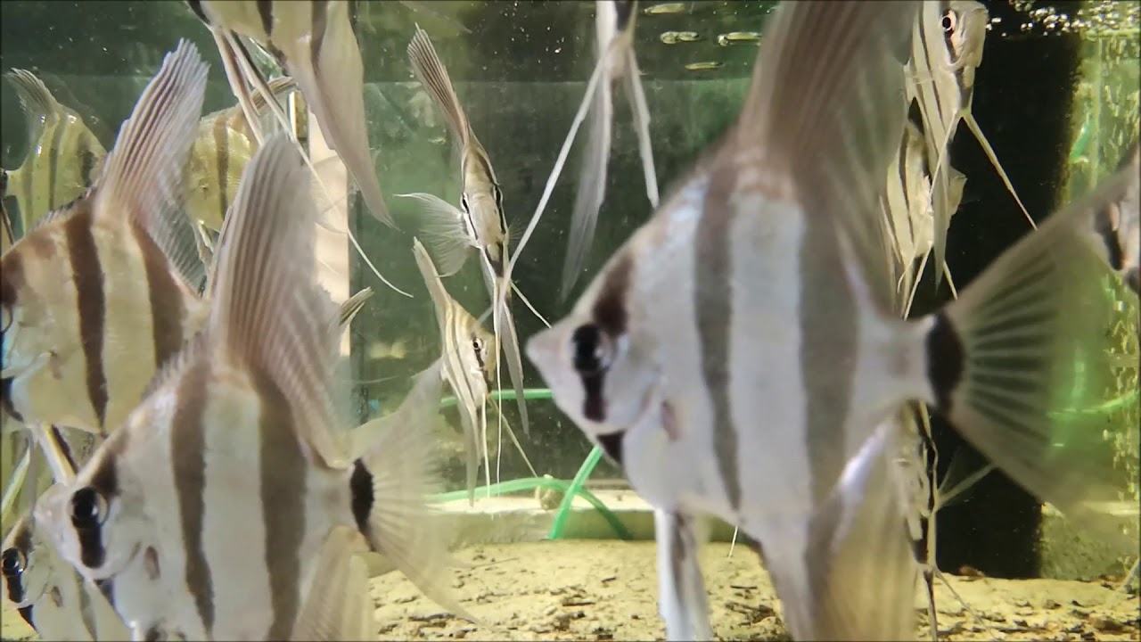 Altum Skalar - Pterophyllum altum - YouTube