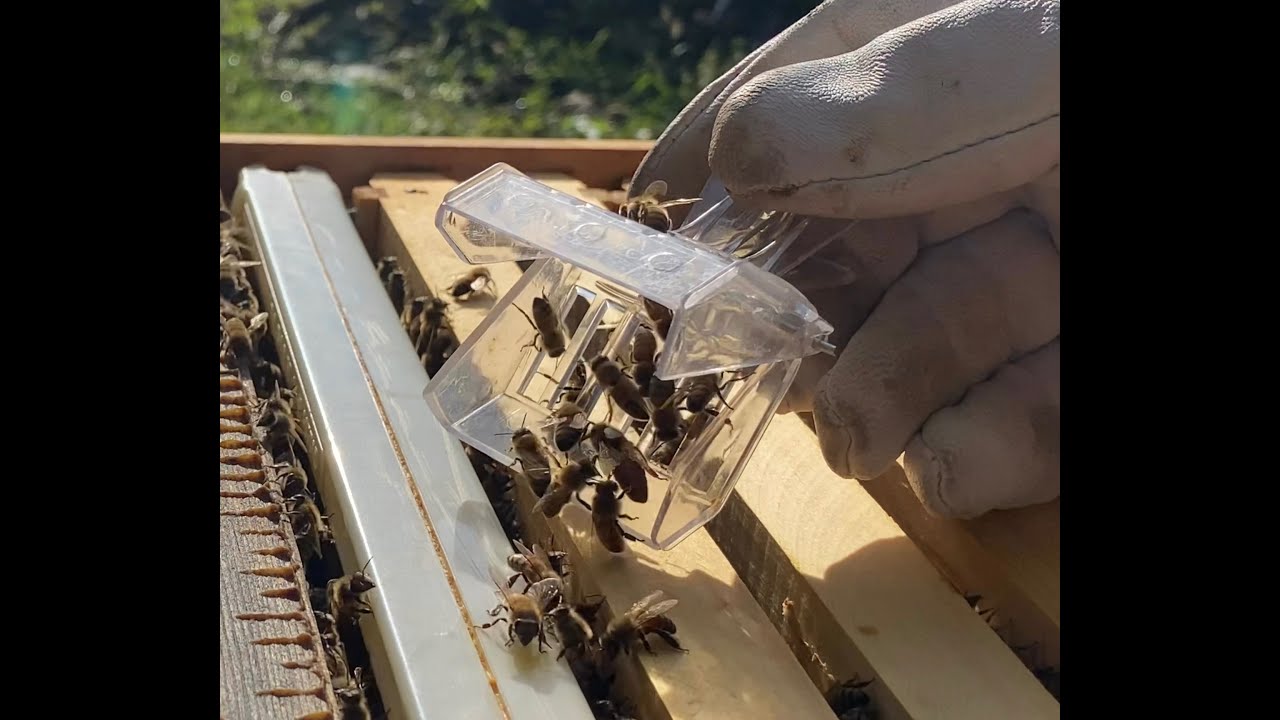 Combined a Queenless Hive with a New Queen and a 5 Frame Nuc - YouTube