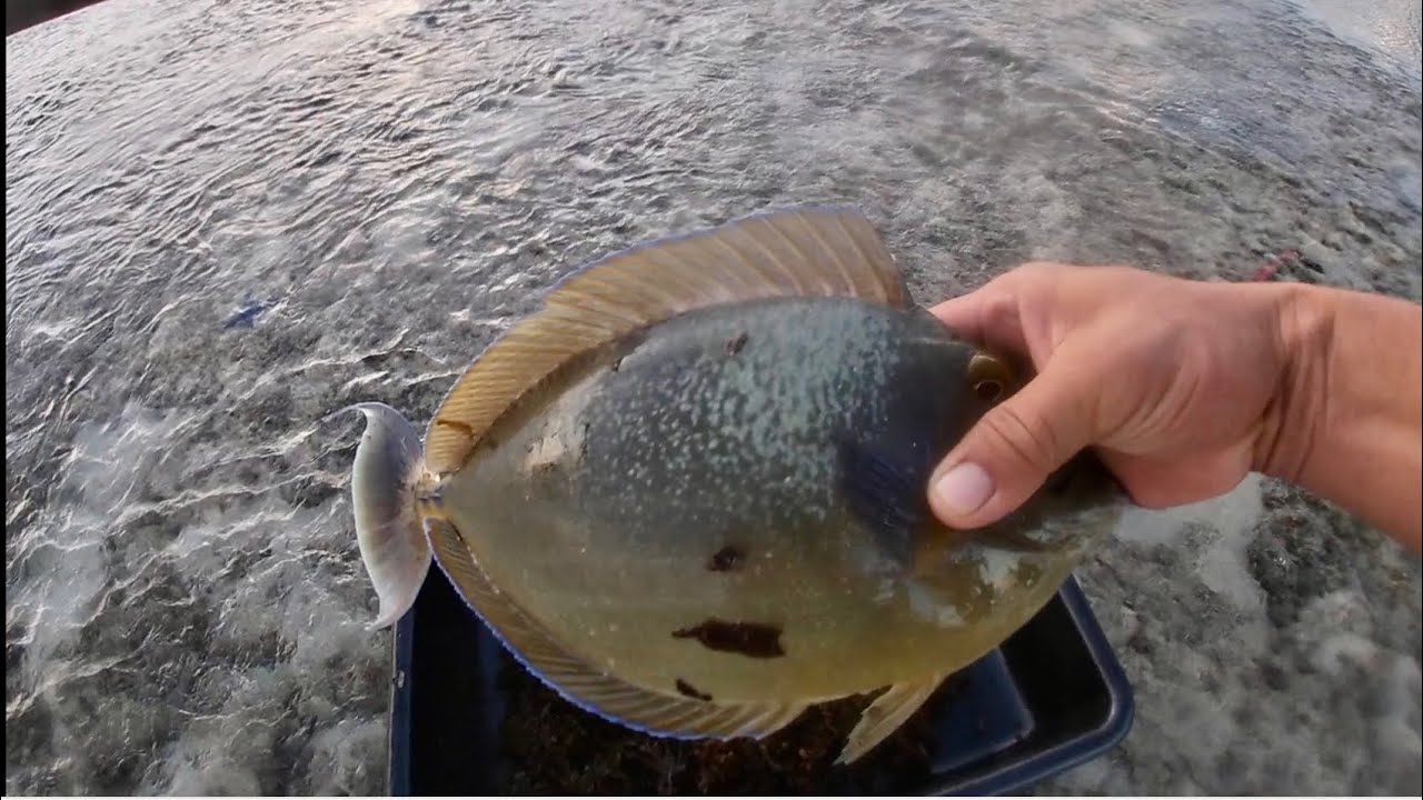 Part 1: First time to try TATAGA fishing in Guam | Guam Fishing - YouTube