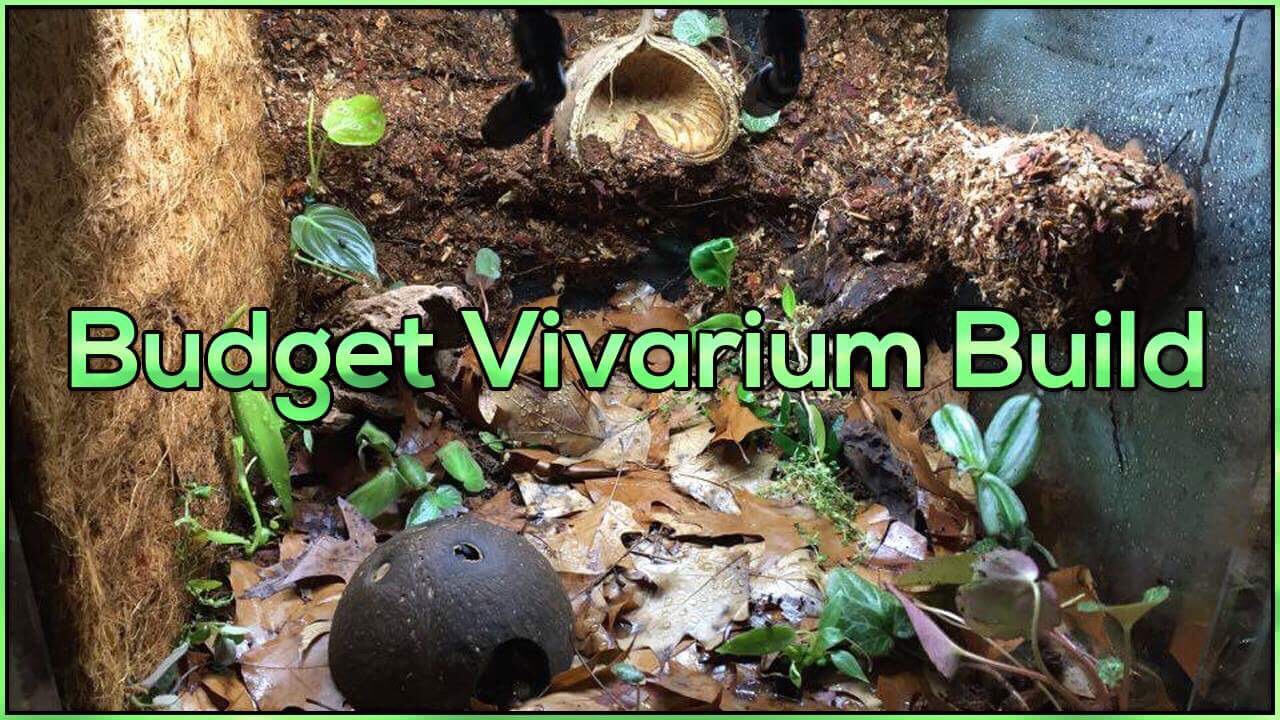 $150 Natural Vivarium Build - YouTube