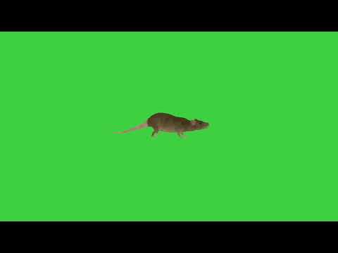 rat green screen video.animal green screen videos. - YouTube