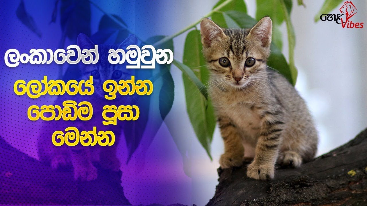 ලෝකෙ ඉන්න පු‍ංචිම ඤාව් පූවා මෙන්න #wildlife #cats #srilanka - YouTube