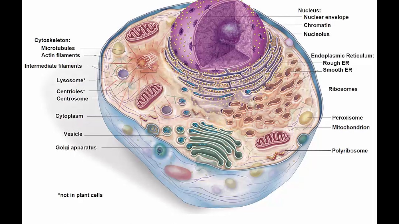 Unit 3 3 Cytoplasm, Endomembrane System, Lysosomes, Peroxisomes - YouTube