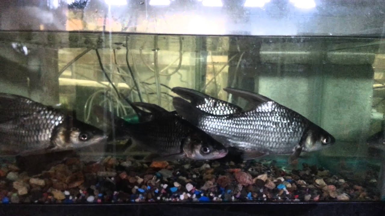 Soldier river barb ( Cyclocheilichthys enoplus - YouTube