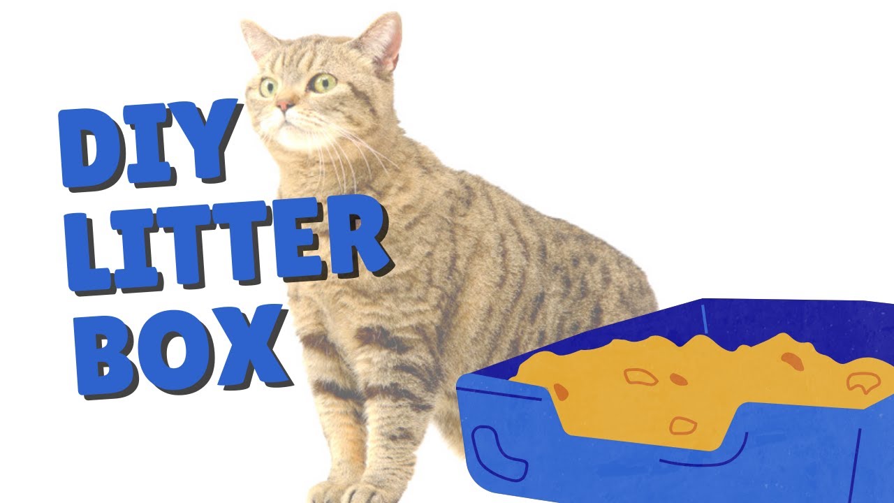 How To Make A Large Litter Box For Cats | Two Crazy Cat Ladies - YouTube