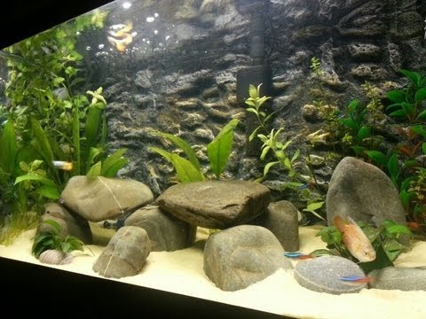 Tropical fish tank 60 litre Aggressive Dwarf Gourami - YouTube