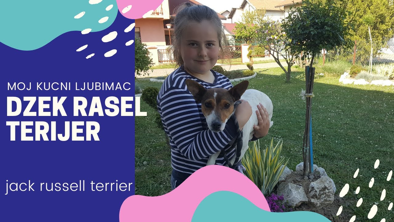 MOJ KUCNI LJUBIMAC, DZEK RASEL TERIJER *Jack Russell Terrier* - YouTube