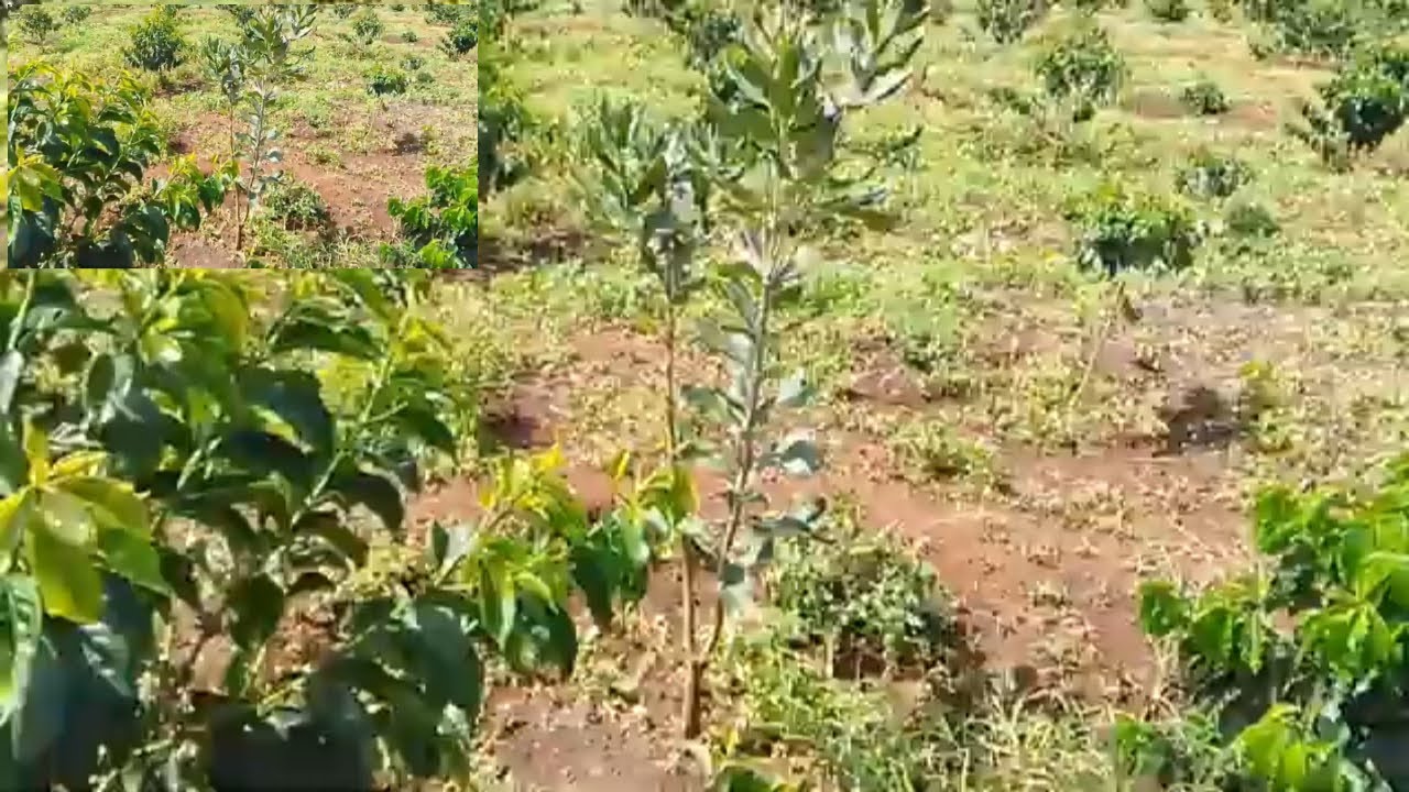 Macadamia Trees as Shade Trees in Coffee Farming: A Sustainable and ...