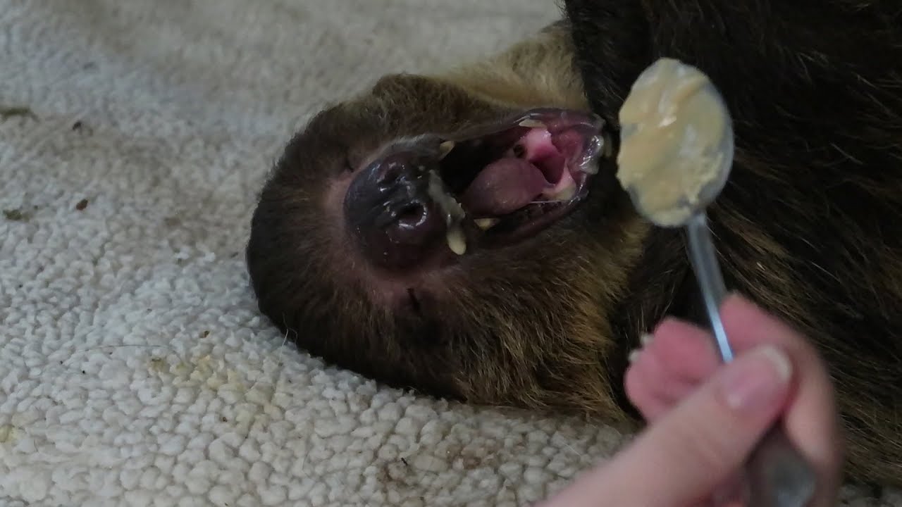 Sloth Adventure at Indian Creek Zoo - YouTube