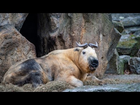 takin-youtube