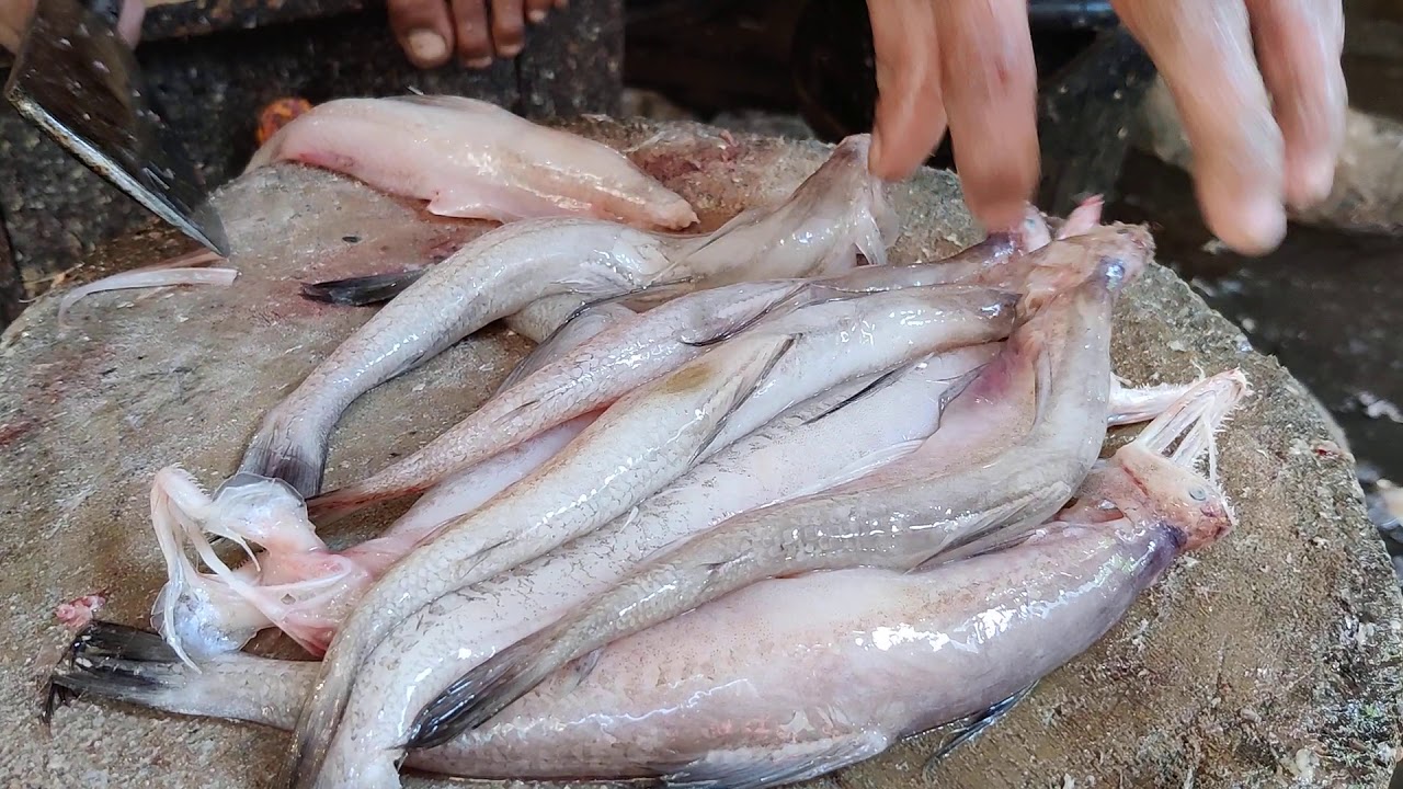 Amazing Bombil (Bombay Duck/Loitta) Fish Cutting Live In Fish Market ...