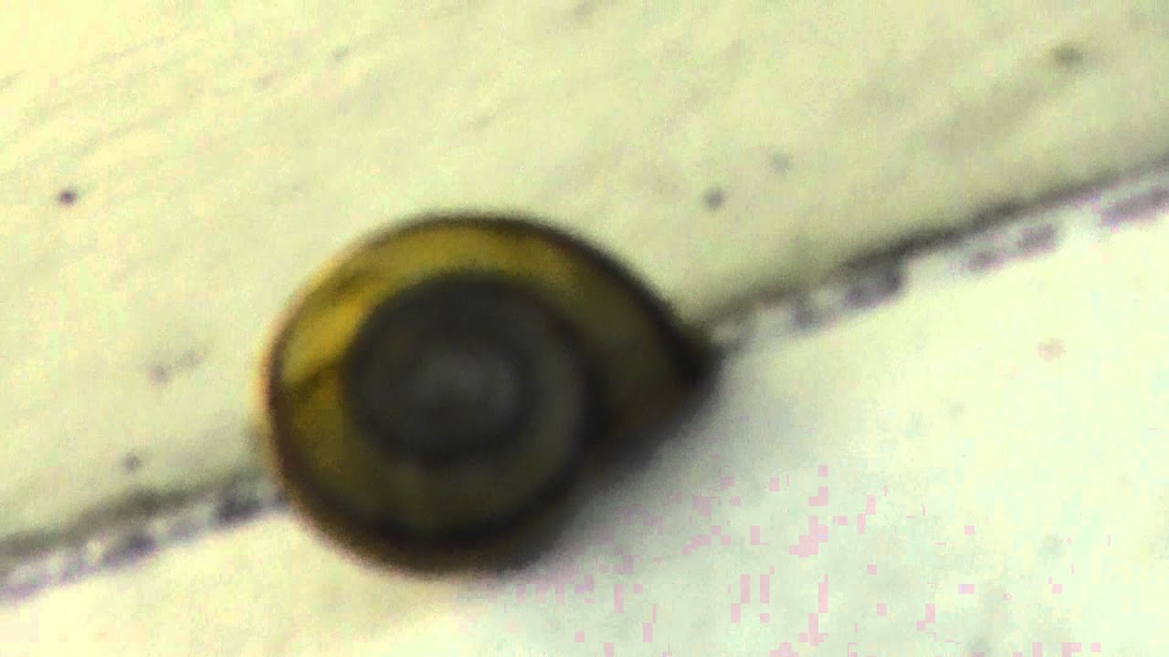 🐝 Large Japanese Land Snail - Class Gastropoda - Real Japan Monsters ...