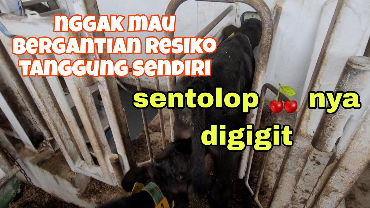 sapi umur segini masih lucu-lucunya - YouTube