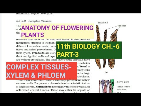 Class 11 Biology|Ch.-6 |Part-3||Complex tissues- Xylem & phloem||Study ...