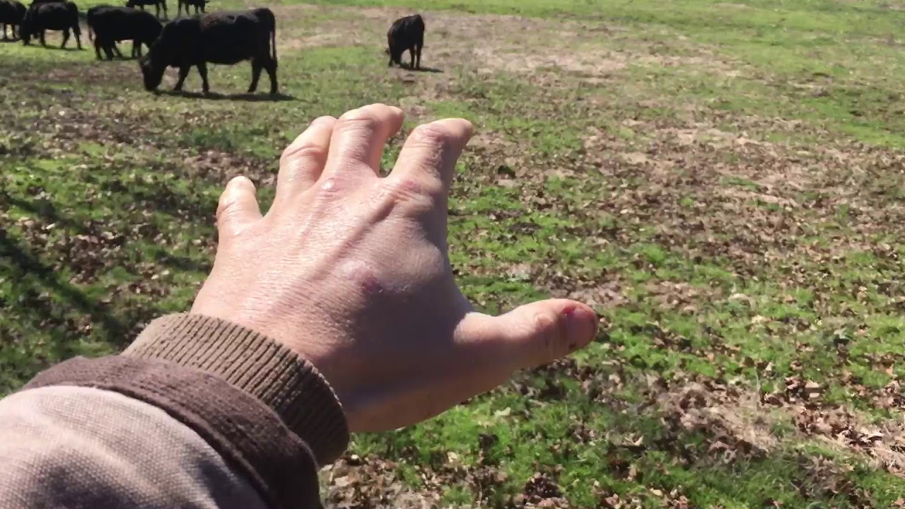 How to keep your cows from getting the runs in the spring flush - YouTube