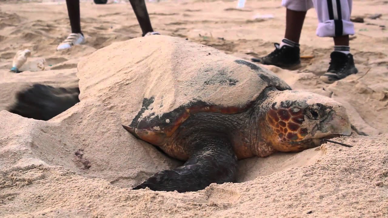 thoughts on loggerhead sea turtles / Cape Verde | Visual Diary №2 - YouTube