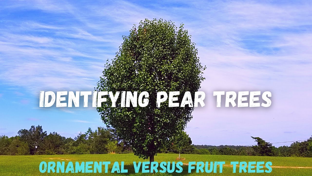 Identifying Pear Trees || Ornamental Versus Fruit Trees - YouTube