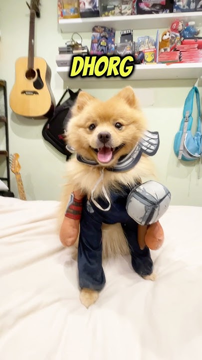 Three dogs! #dogs #meme #dog #funny #funnydog #short #fyp - YouTube