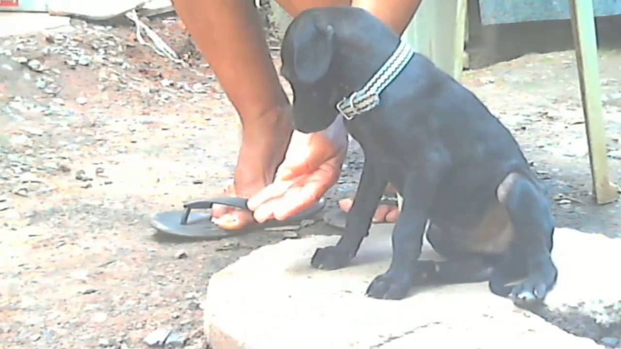 Treinando meu cachorro (Spayk) - YouTube